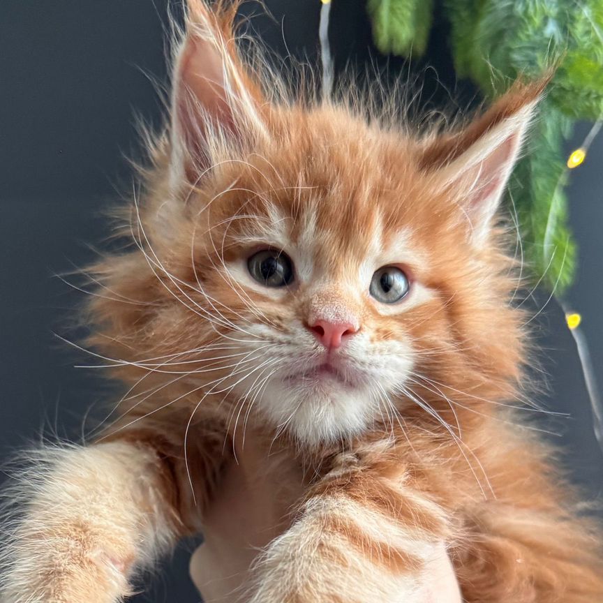 Мейн-кун котёнок