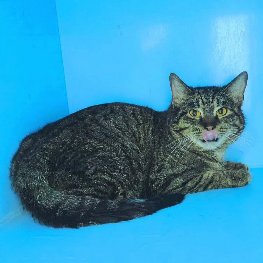 Взрослый кот в добрые руки