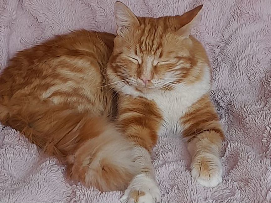 Мальчик 8 мес. Левушка - рыжее счастье