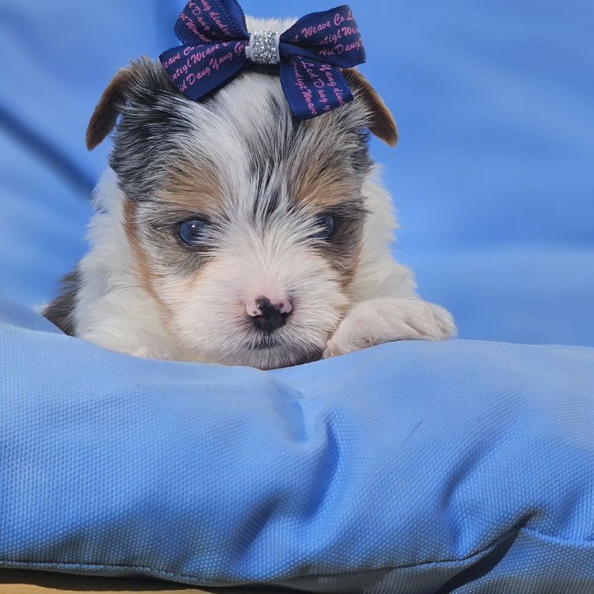 Блю берри йорк с голубыми глазами