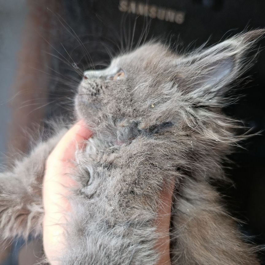 Мейн-кун котёнок