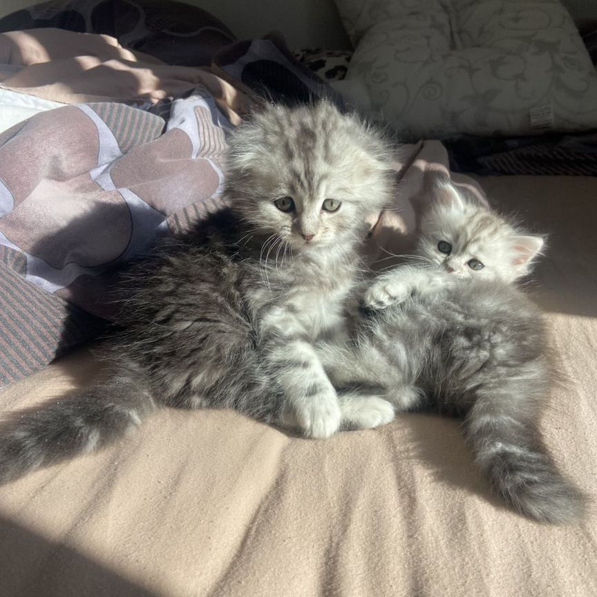 Британский длинношёрстный котёнок