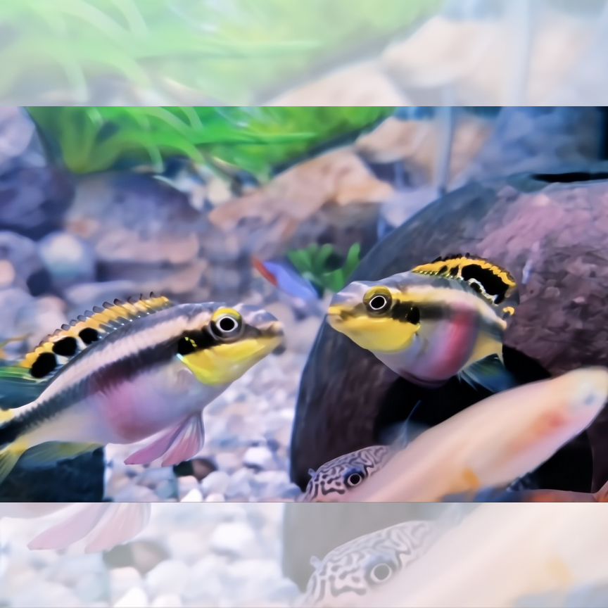 Пельвикахромис пульхера