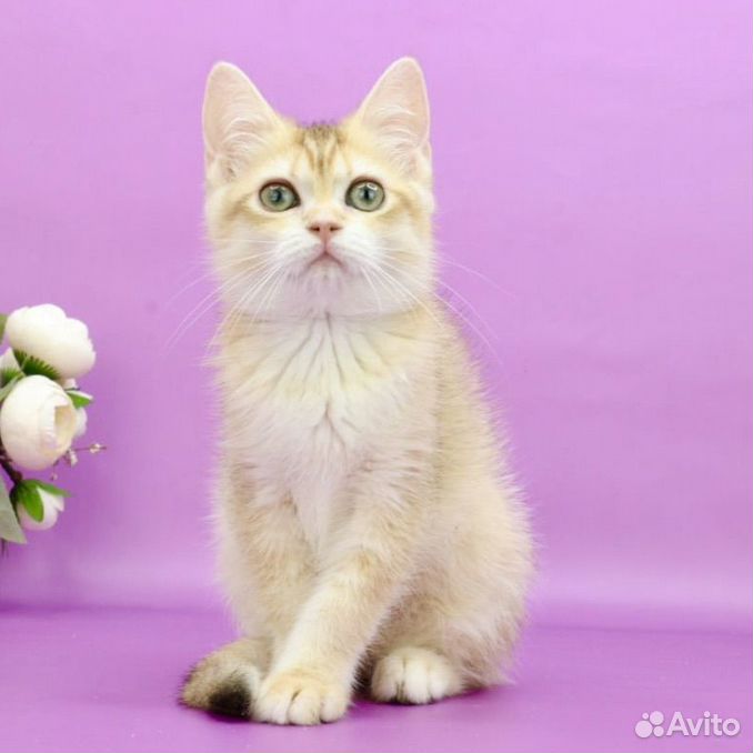 Кошка британская золотая шиншилла шелл bri ny12