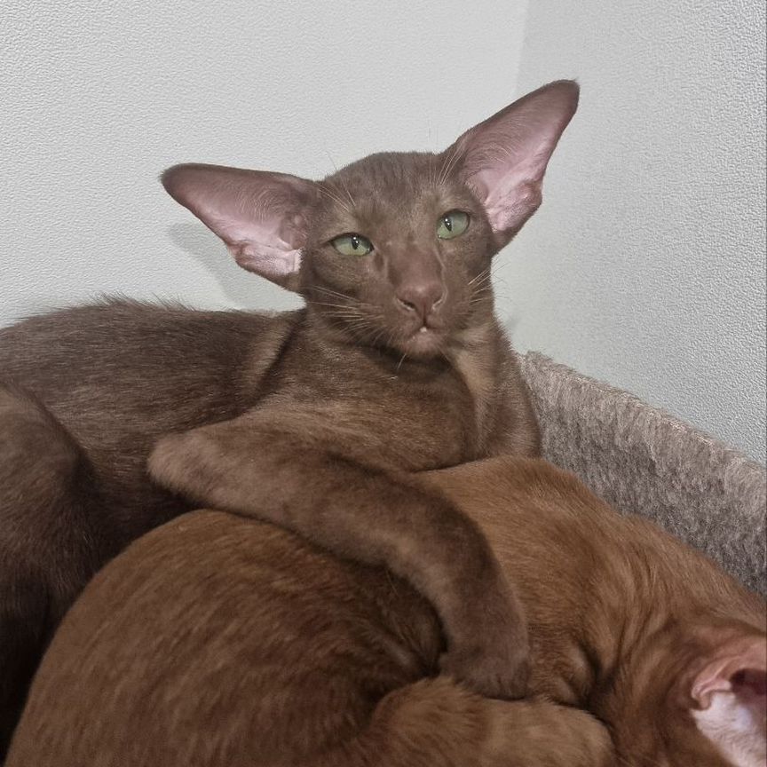 Ориентальные котят