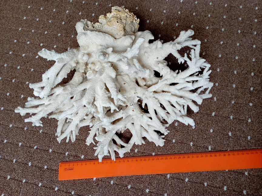 Морской коралл