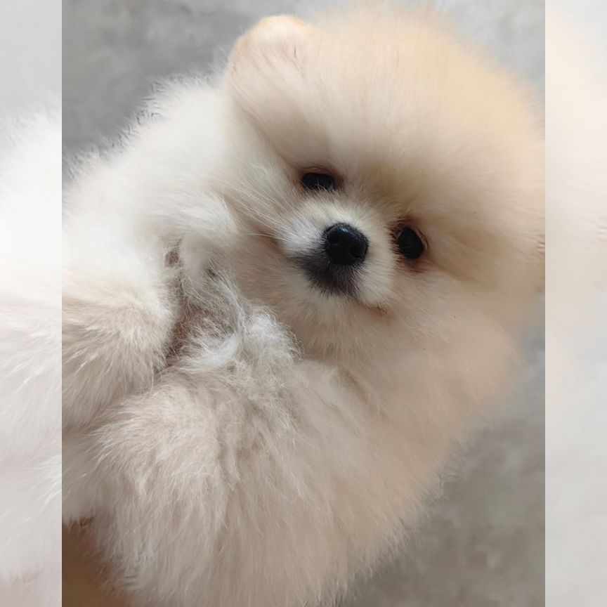 Померанский шпиц, щенок