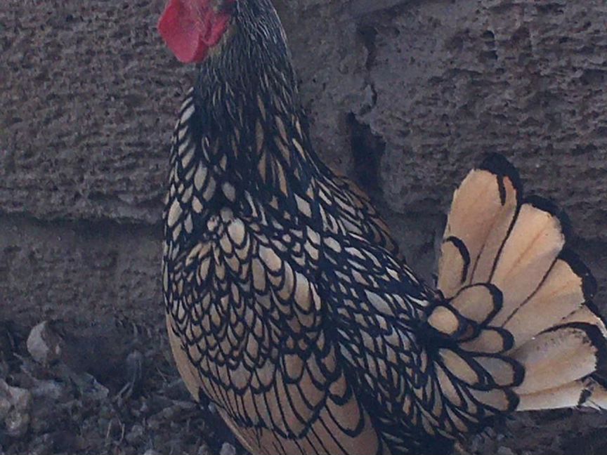 Петушки породы Сибрайт