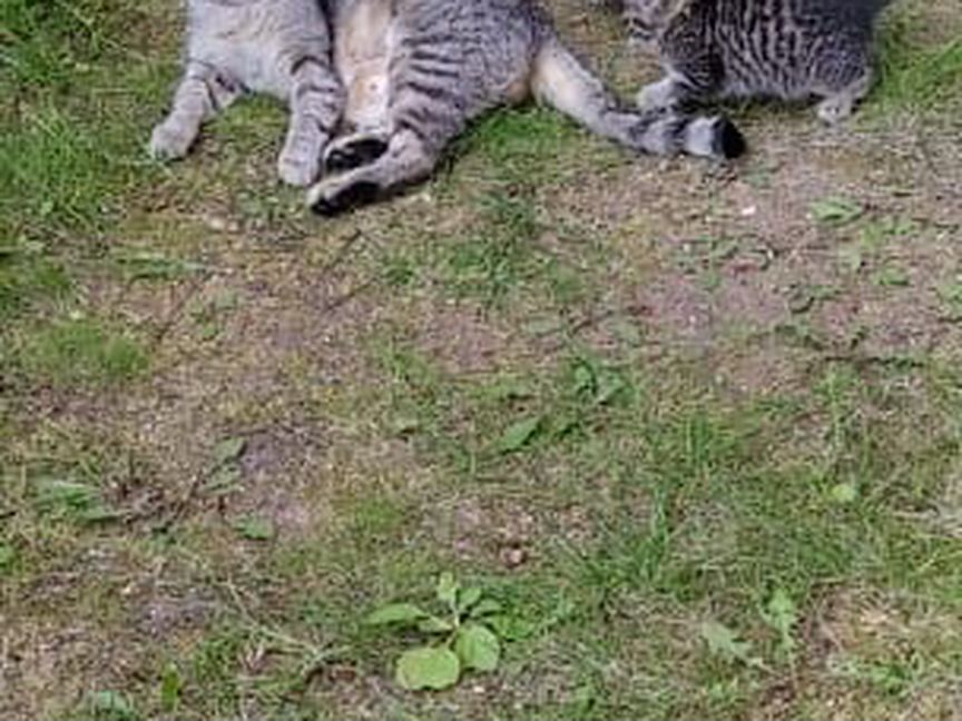 Котята полосатики