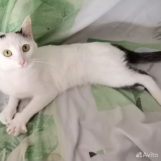 Отдам кота, ловит мышей крыс