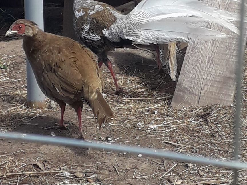 Серебристые Фазаны