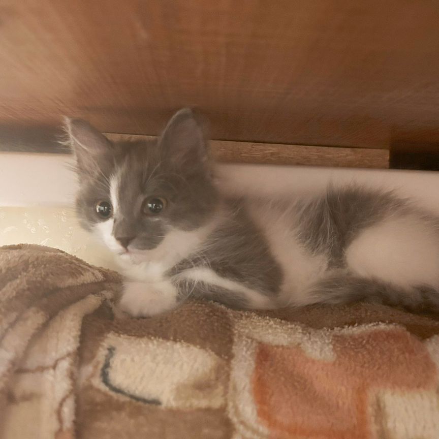 В добрые руки катенок