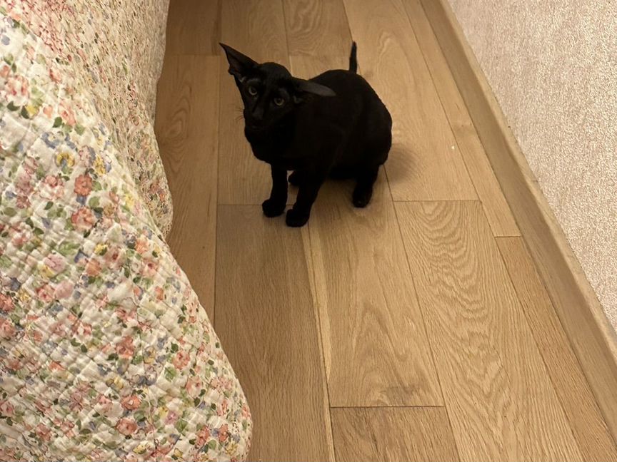 Котенок девочка ориентал