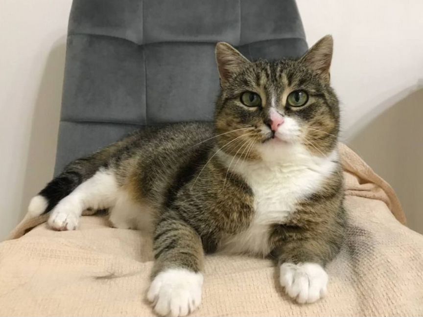 Кошка милый пончик в добрые руки