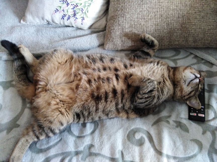 Кот