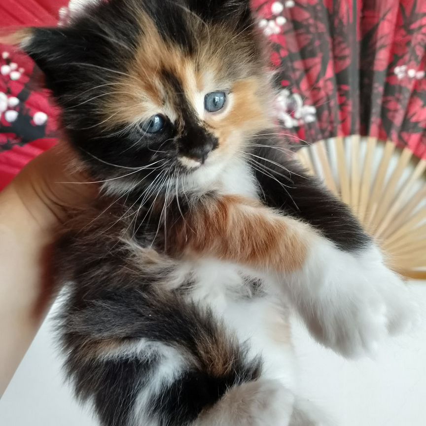 Майн кун котята