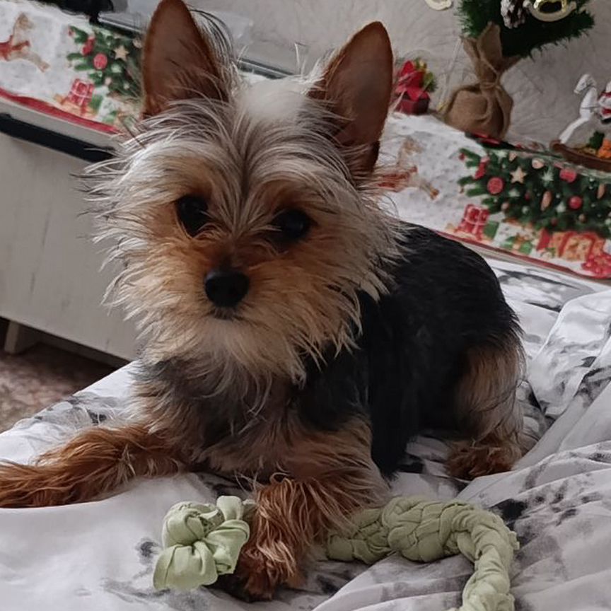 Йоркширский терьер, вязка