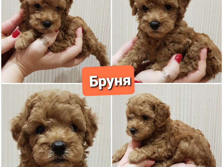 Щенки Мальтипу f2 мини, резерв