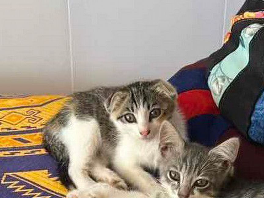 Вислоухий котёнок девочка ищет дом