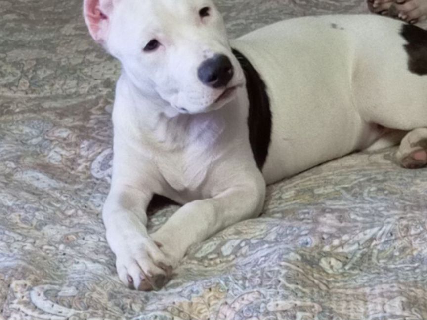 Девочка стаффочка