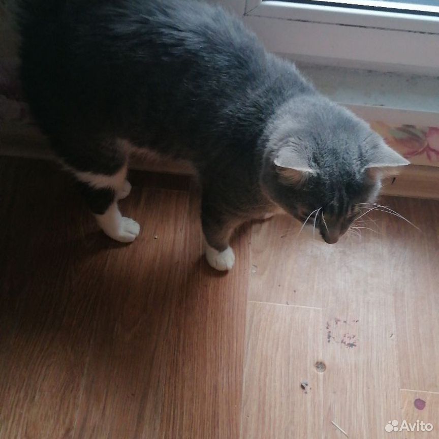 Отдам бесплатно кота