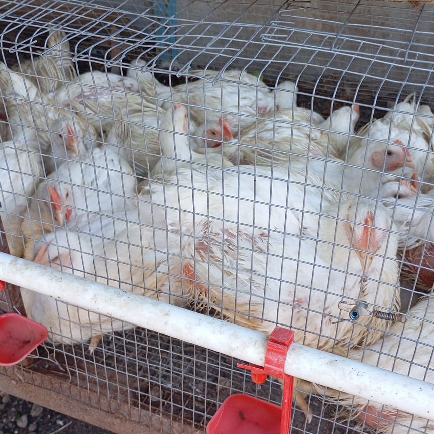 Куры бройлеры мясо