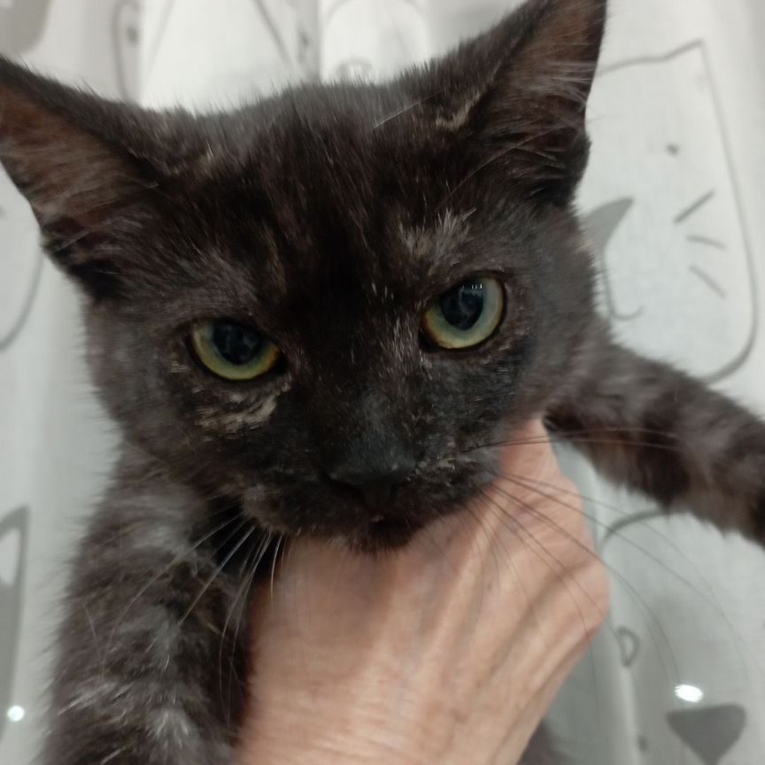 Котенок Лиза