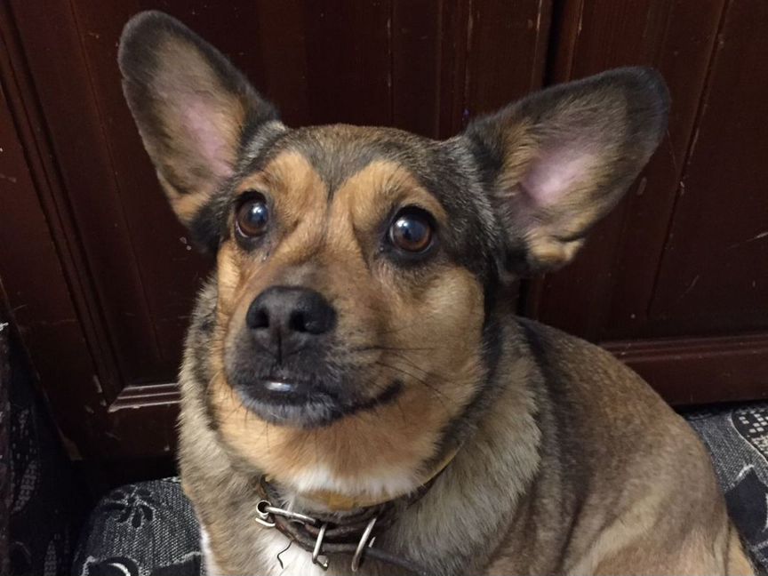 Отдам собаку в добрые руки