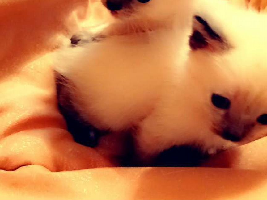 Тайские котята