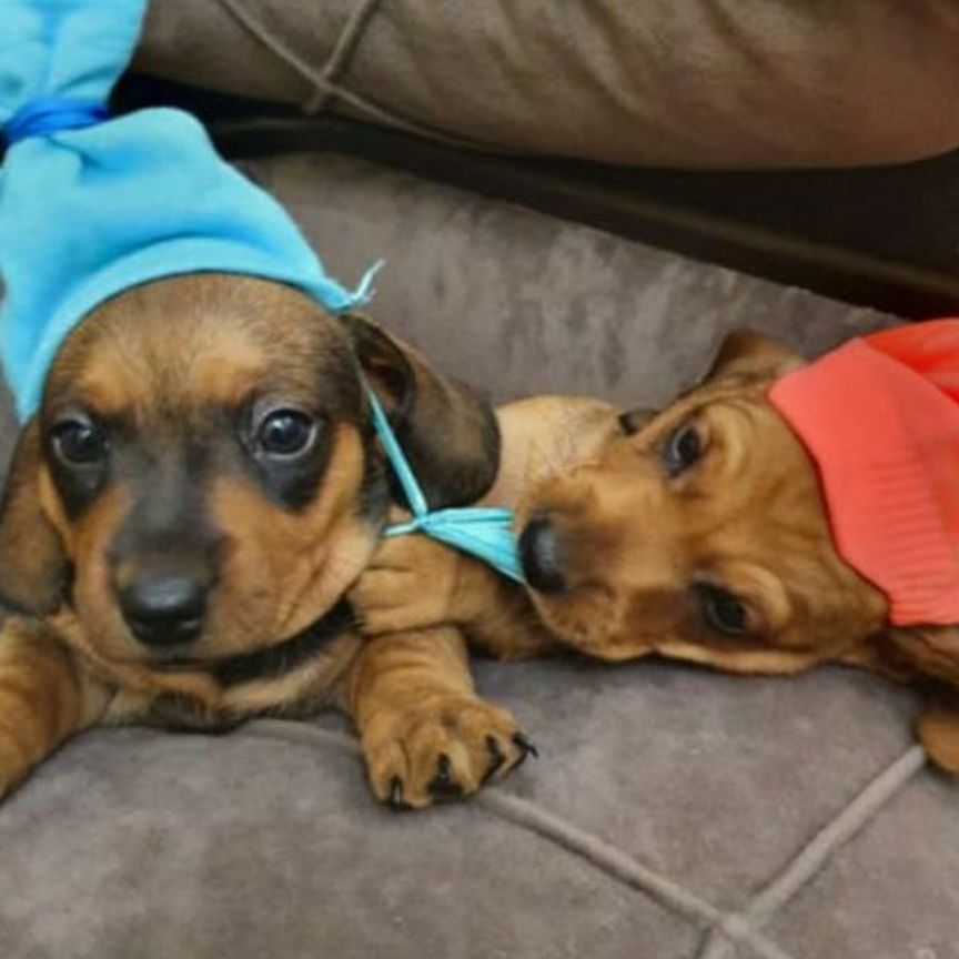 Такса, щенок