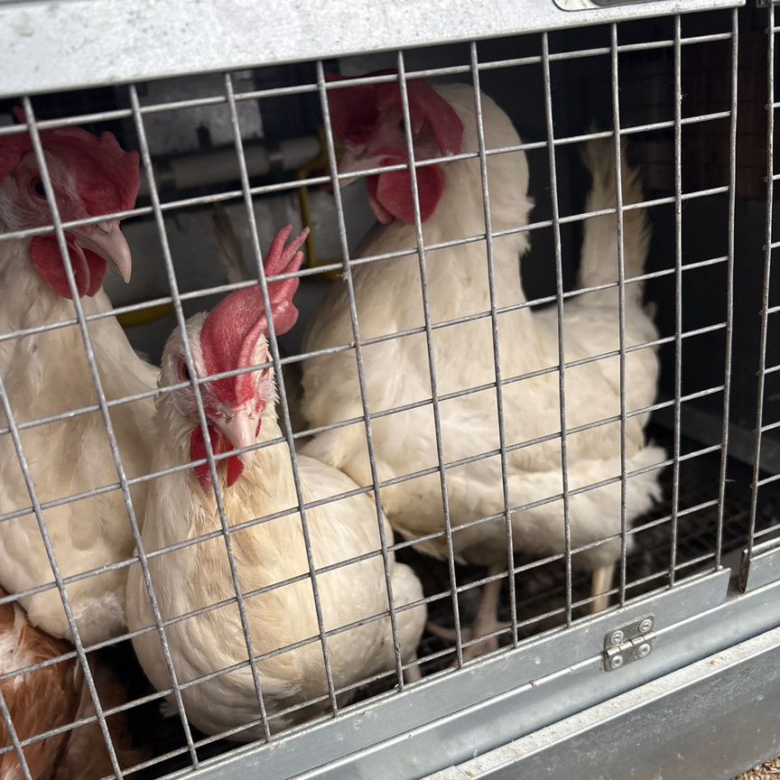 Куры несушки продам