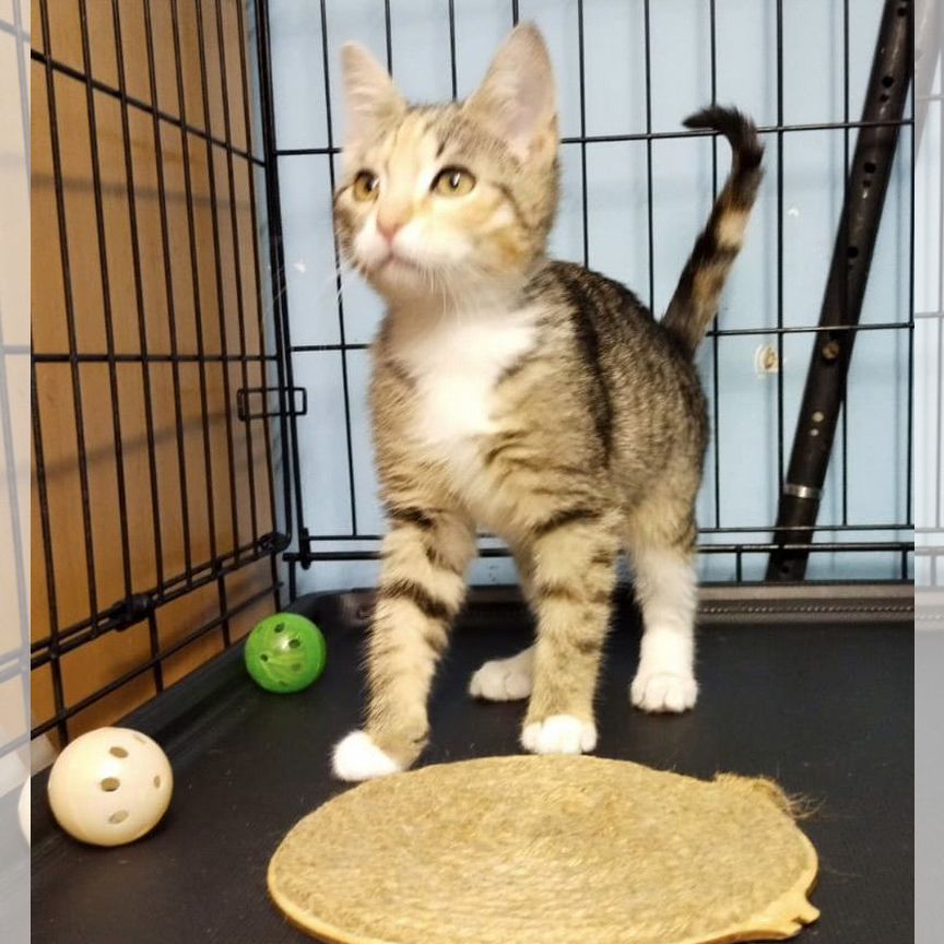 Котёнок в добрые руки