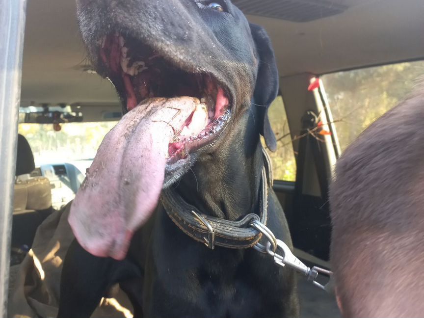 Собака кобель знающим