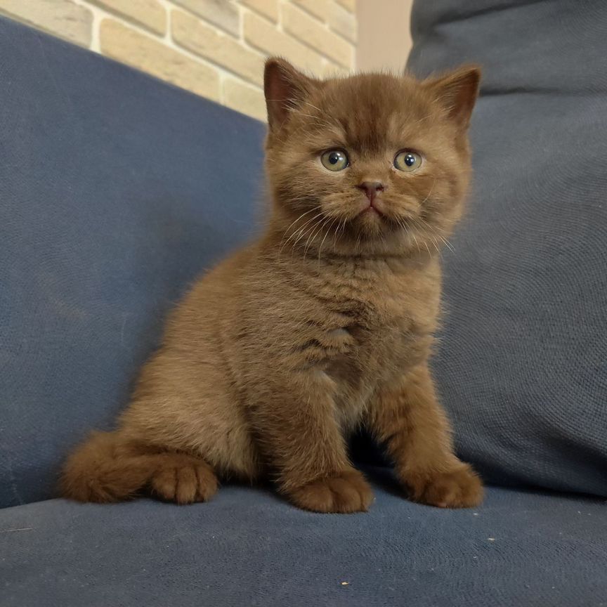Британский короткошёрстный циннамон котик