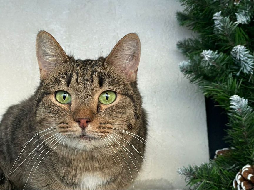 Кот Моисей