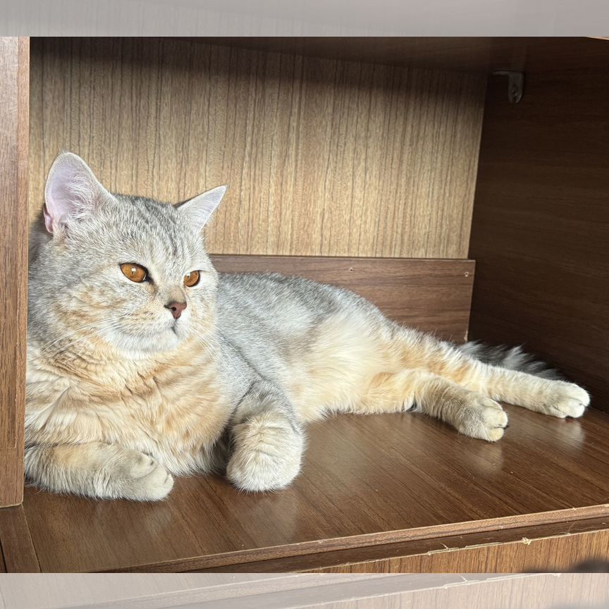 Британский короткошёрстный, взрослый кот