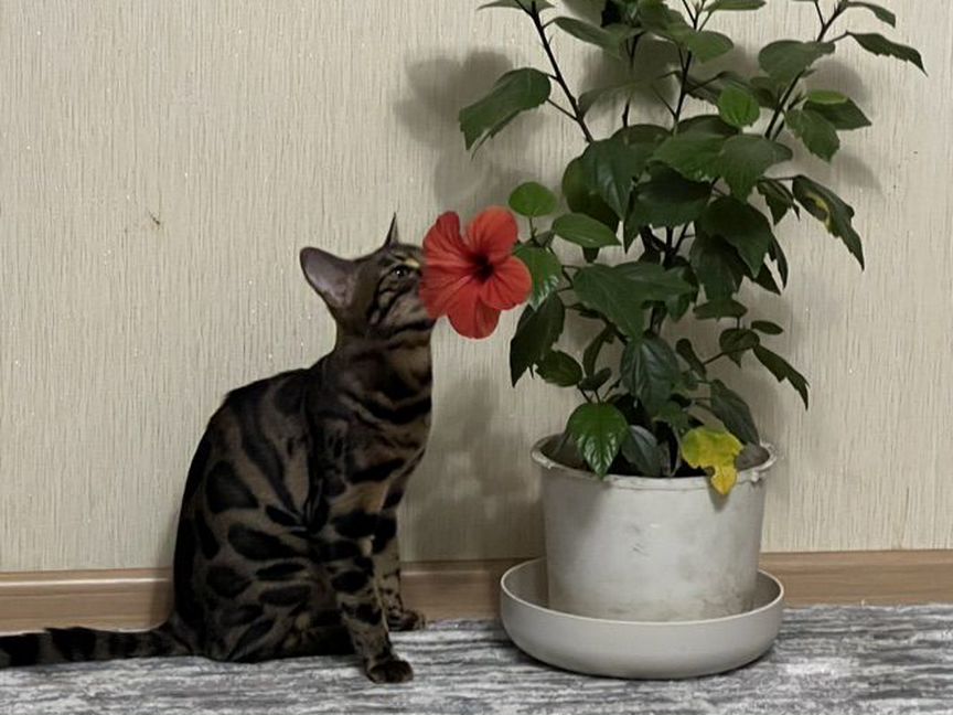 Отдам бенгальскую кошку
