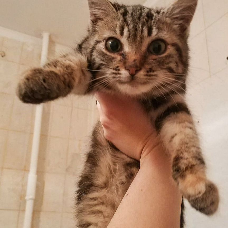Котенок 3 месяца девочка