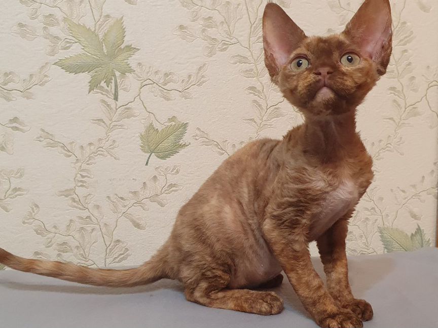 Девочка девон рекс возможно в разведение