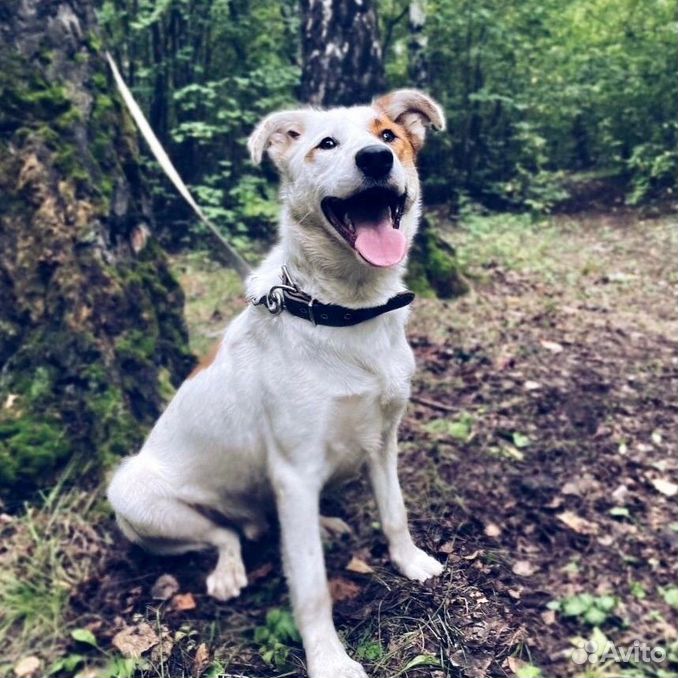 Прекрасный пес Яша ищет семью
