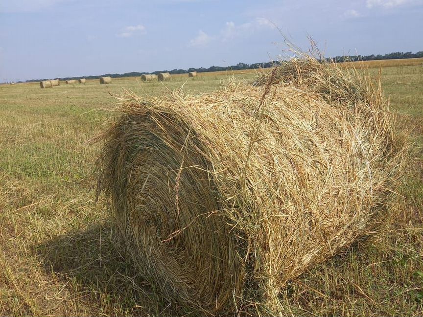 Сено в рулонах