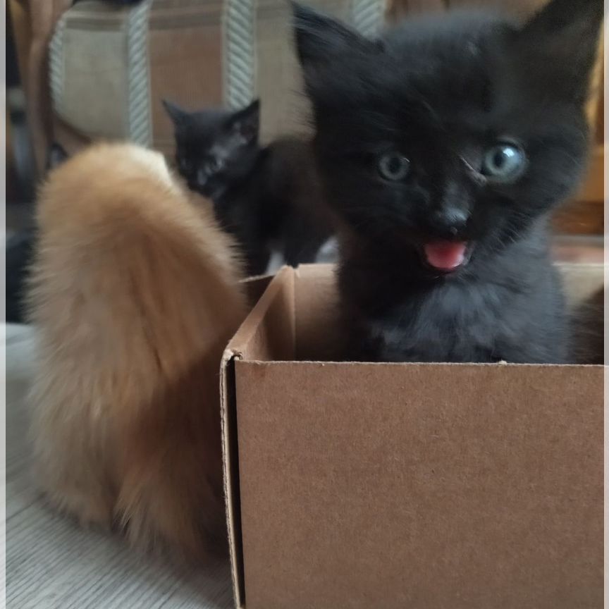 Котята бесплатно
