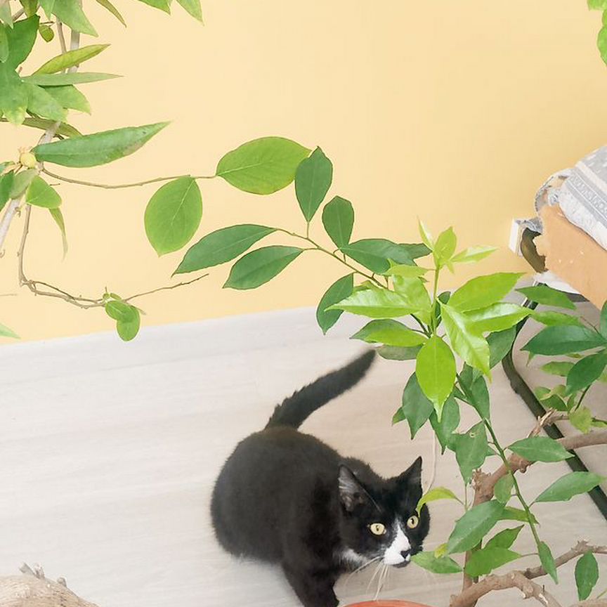 Отдам в добрые руки