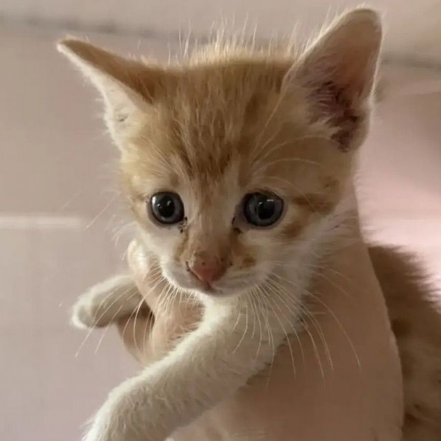 Котёнок в добрые руки