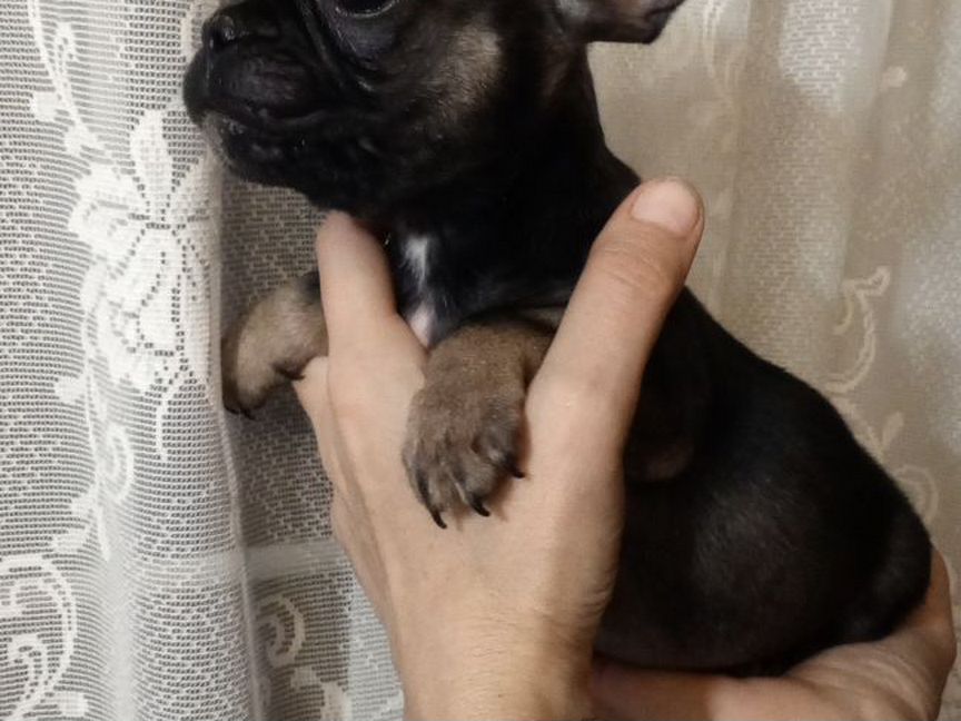 Французский бульдог