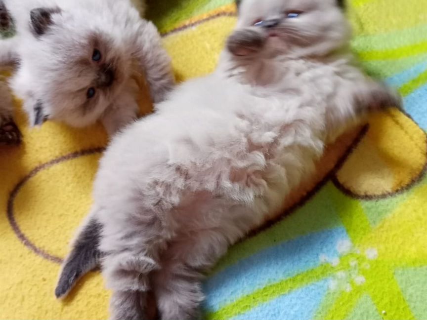 Персидские гималайские котята