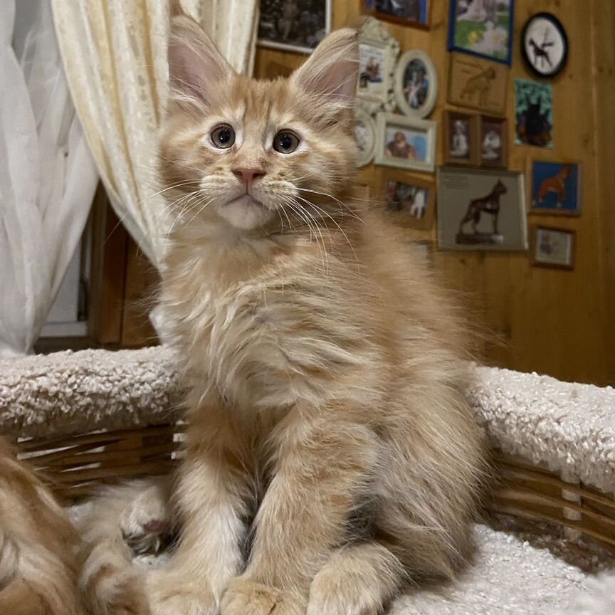 Мейн-кун котята