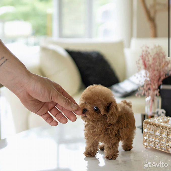 Самый маленький размер микро той пудель