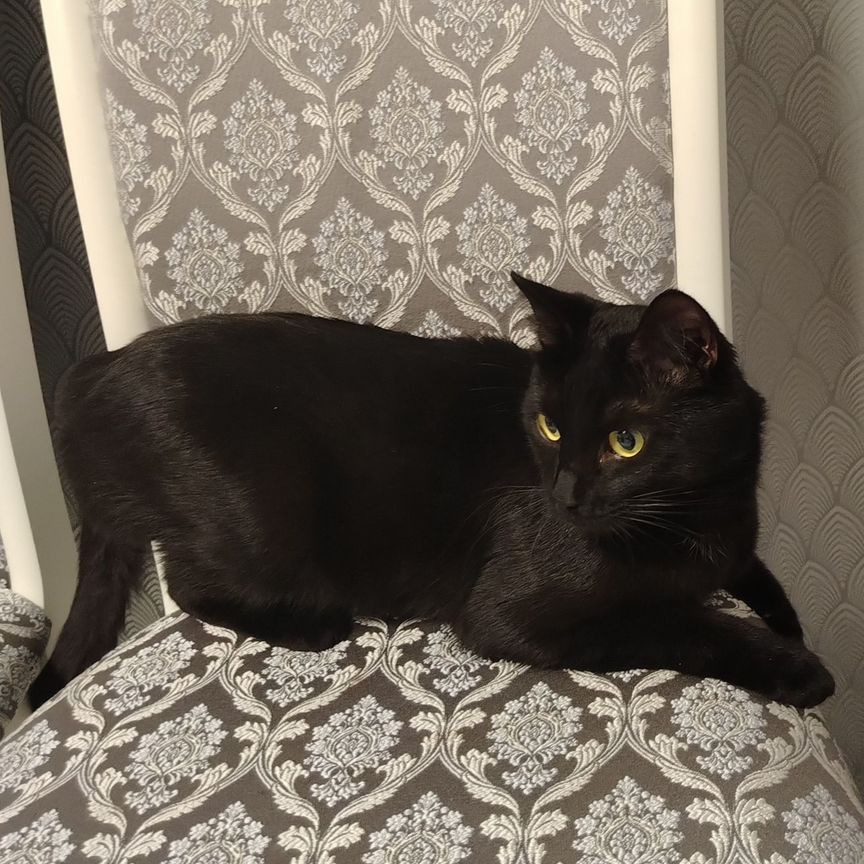 Взрослый кот в добрые руки