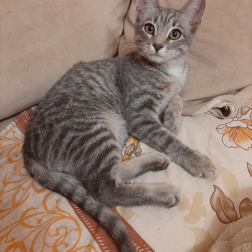 Чудесный котенок ищет дом